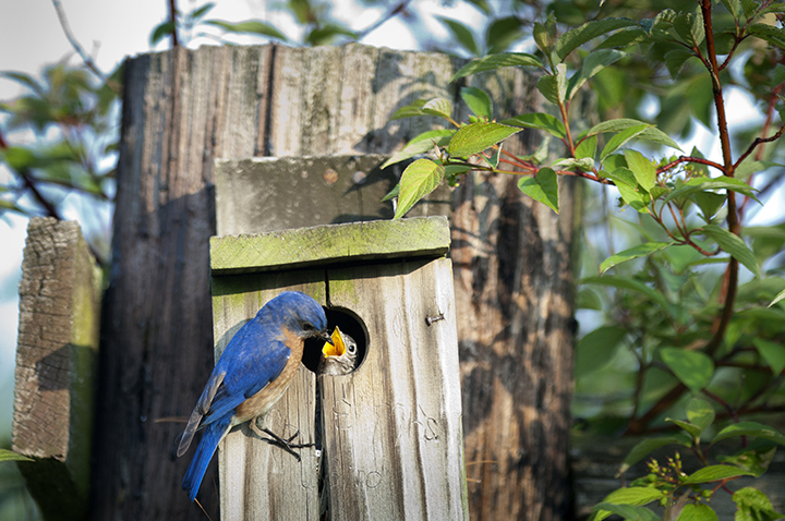 If you find a baby animal, observe from a distance | News, Sports, Jobs ...